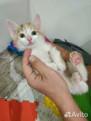 Кошка в дар