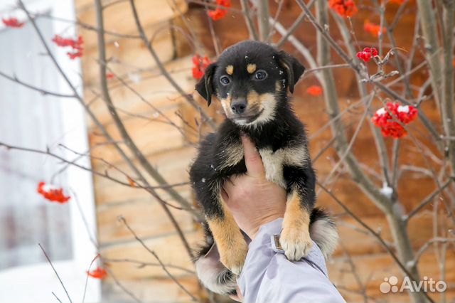 Щенок Рэм 2 мес, среднего размера. Доставим домой