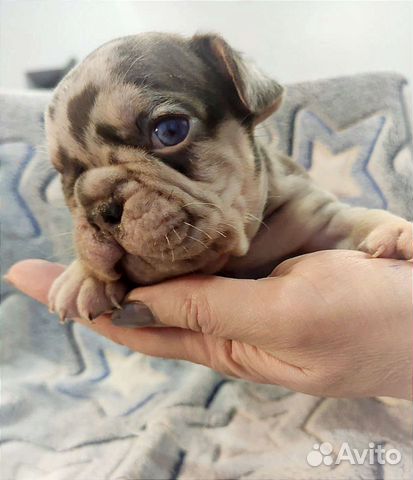 Шоколадный с подпалом мерле мальчик