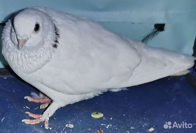 Голубь белый