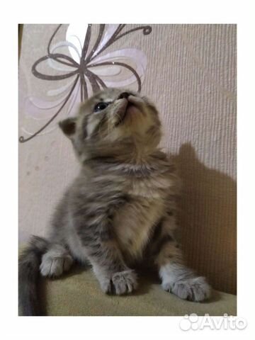 Шотландские вислоухие котята
