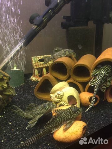 Номерные сомы L66, 2 самца3 самки