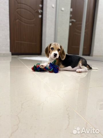 Щенок Бигля