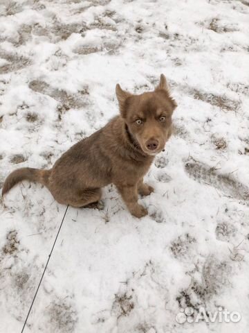 Австралийский келпи