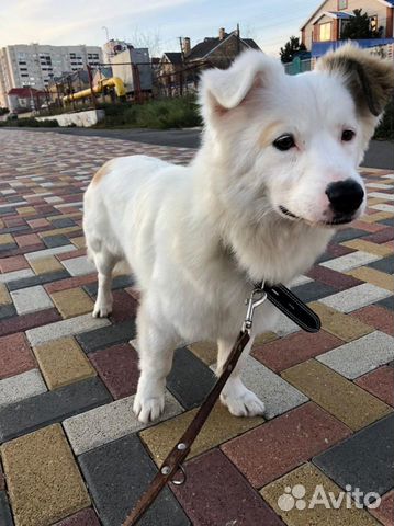 Ищет дом мелкий пёсик Бимка