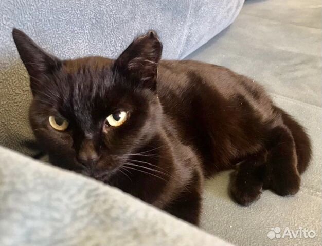 Кошечка в добрые руки