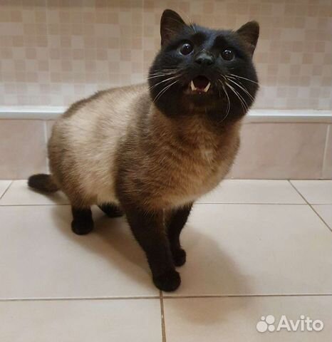 Кот из сиама