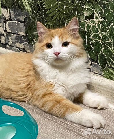 Сибирский котик