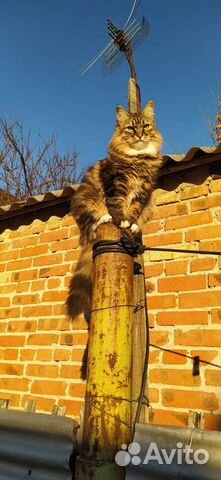 Потерялась кошка