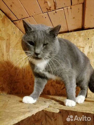 Котик Черчиль