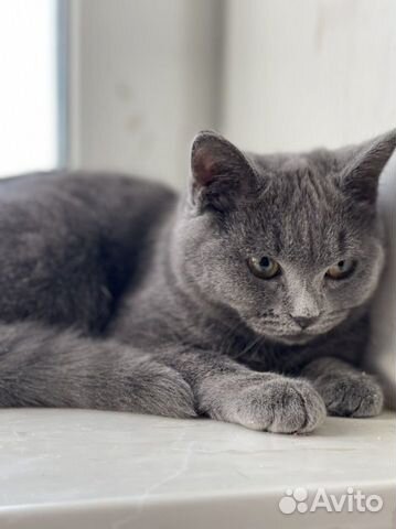 Британец 3.5 мес, котик