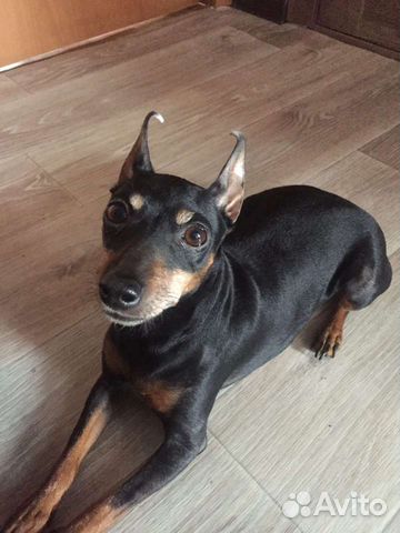 Ищем жениха, цвергпинчер