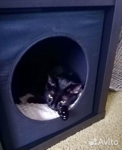 Молодой ласковый котик