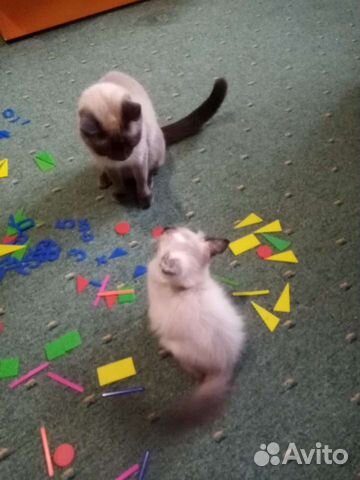 Котенок и кошечка