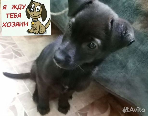 Щенок в добрые руки бесплатно