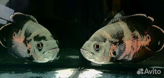 Астронотус