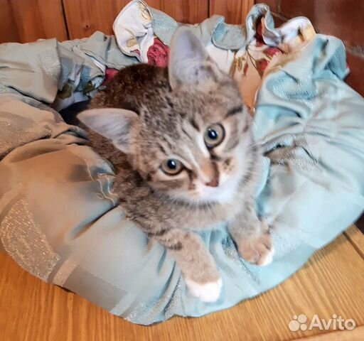 В дар серенький котенок Ася, 3.5 мес