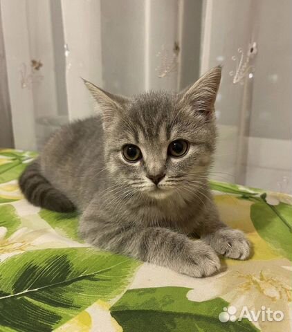 Котенок, девочка 2000