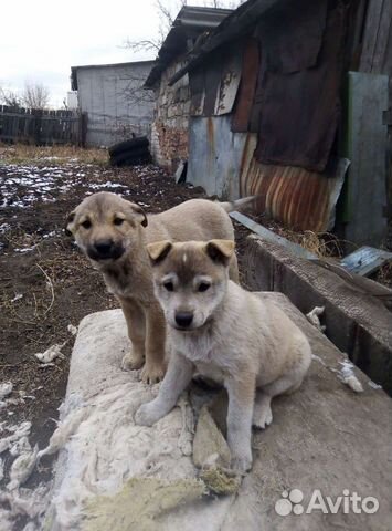 Крупненькие щеночки в частный дом бесплатно