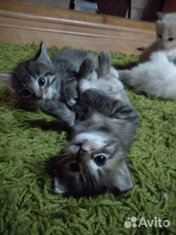 Котятки в добрые руки