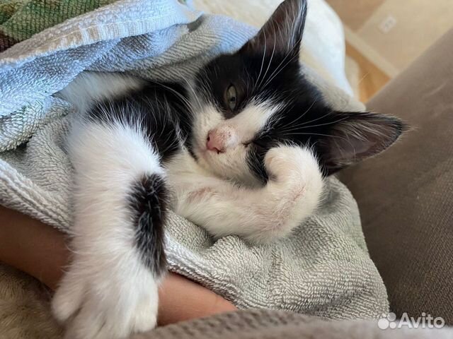 Отдам волшебного котенка в добрые руки