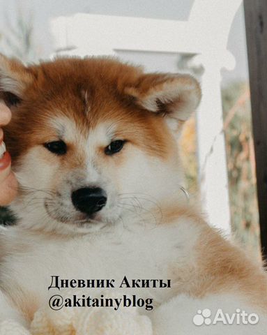 Яркий щенок Акита Ину (хатико) ждет своих хозяев