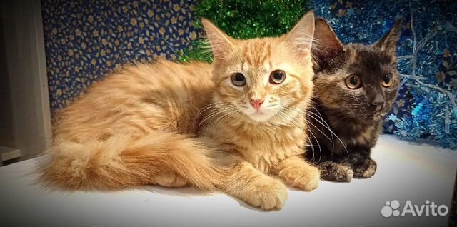 Две шикарные красотки 3 мес в дар