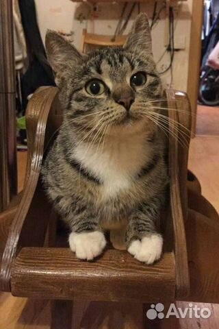 Нежная юная кошечка