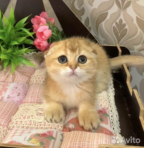 Вислоухий зеленоглазый мальчишка