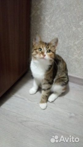 Кошечка Краска