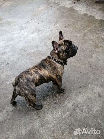 Французский бульдог вязка