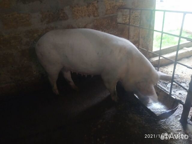 Свинина живым весом