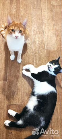 Котята подростки 7месяцев