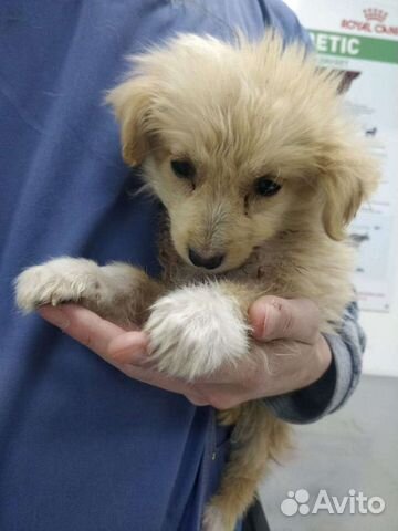 Маленькая пуговка ищет дом