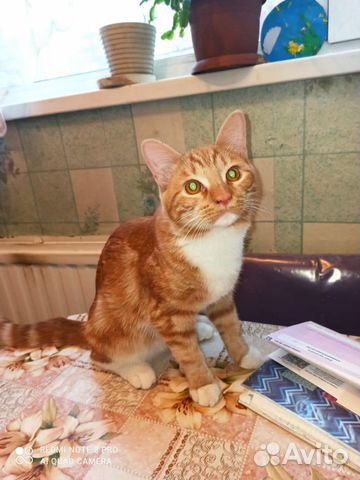 Рыжий котёнок в добрые руки