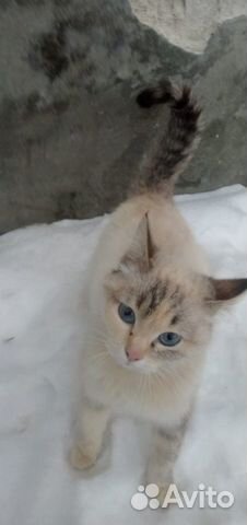 Молодая тайская кошечка в добрые руки