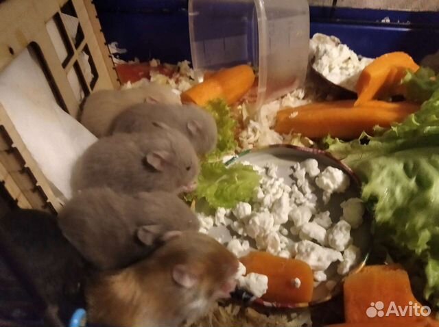 Сирийские хомячки