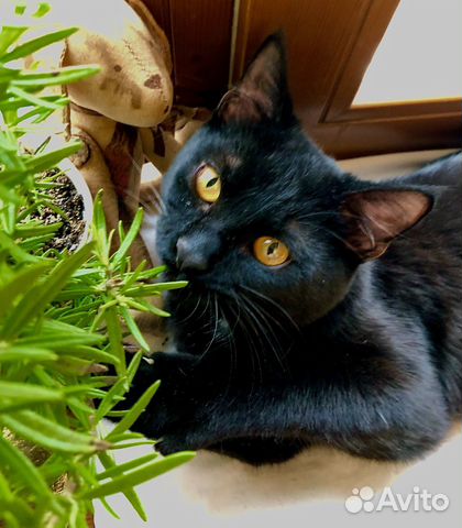 Котик идеальный