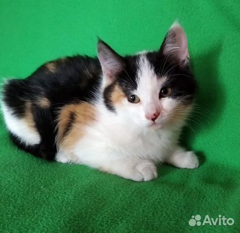 Котята дачники ищут дом