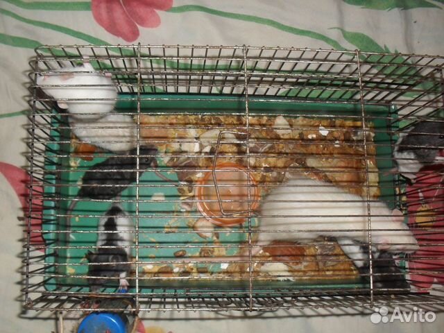 Декоративные крысятки