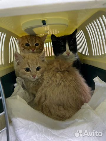 Котики, мальчики 2 месяца