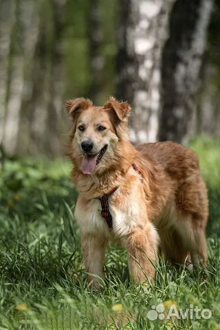 Лея ищет свою семью