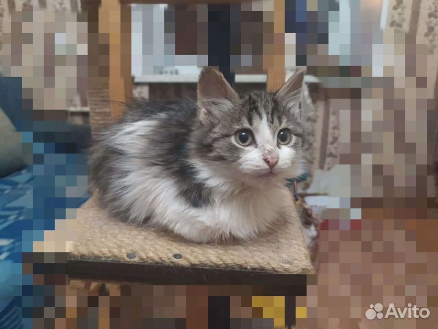 Котенок найденыш