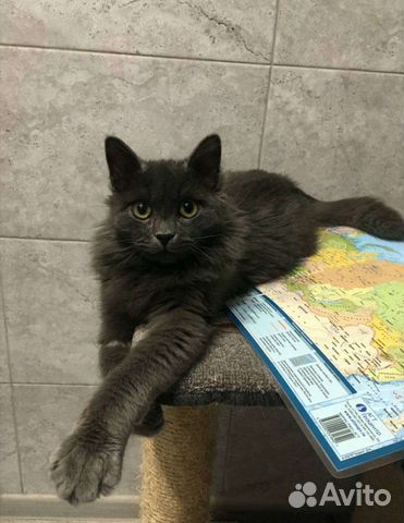 Кошки в добрые руки бесплатно