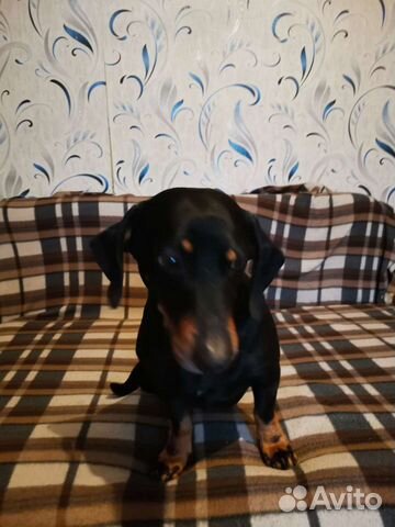 Найдена собака такса