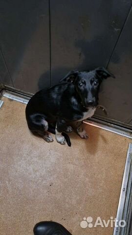 Потерялась собака район молодёжный