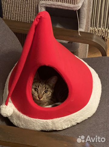 Котенок девочка 5мес