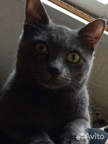 Котик 1 год