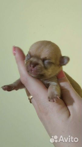 Чихуахуа щенки разных окрасов