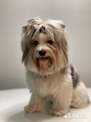 Бивер Йорк кобель